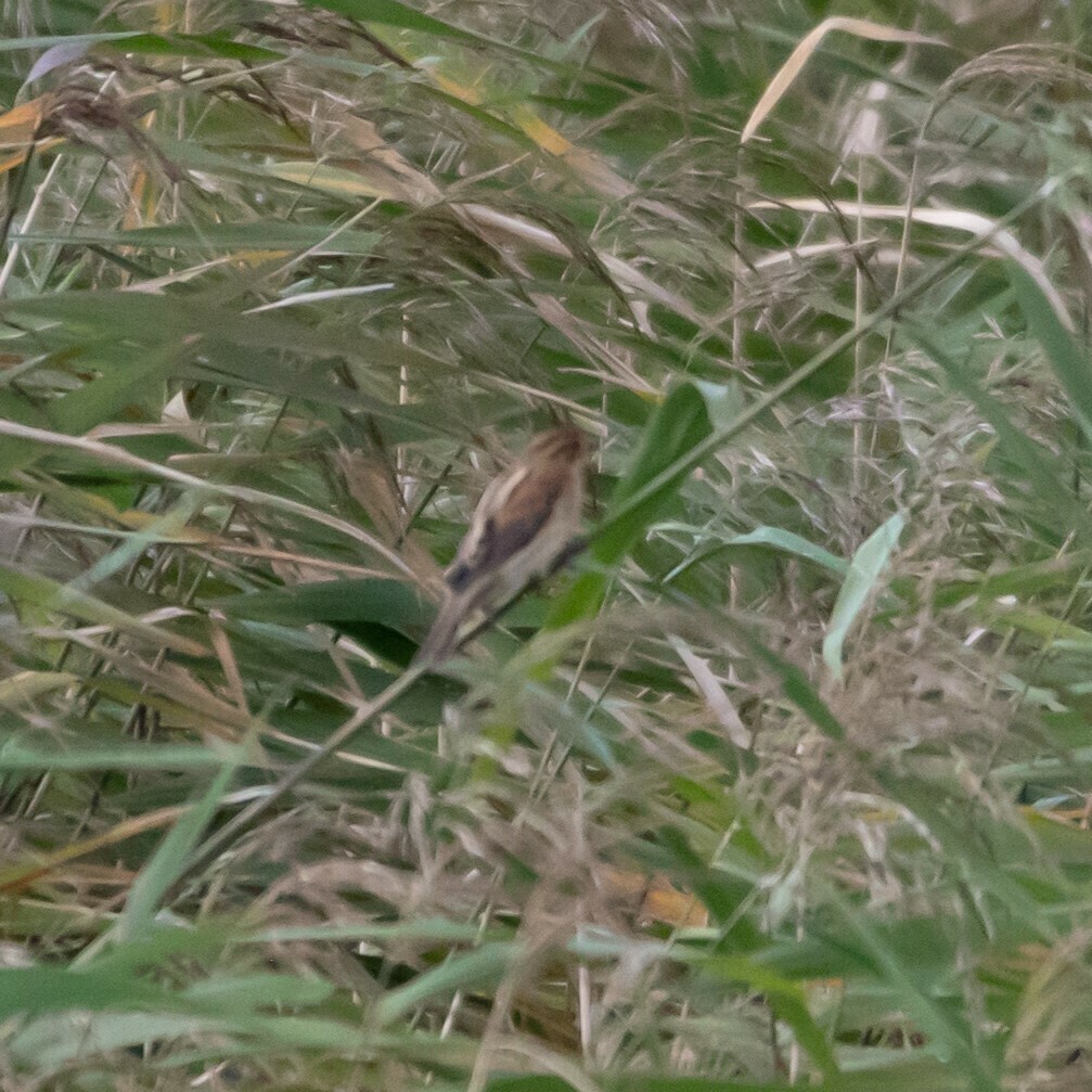 Reed Bunting from Memanbetsuhongo, Ozora, Abashiri District, Hokkaido ...