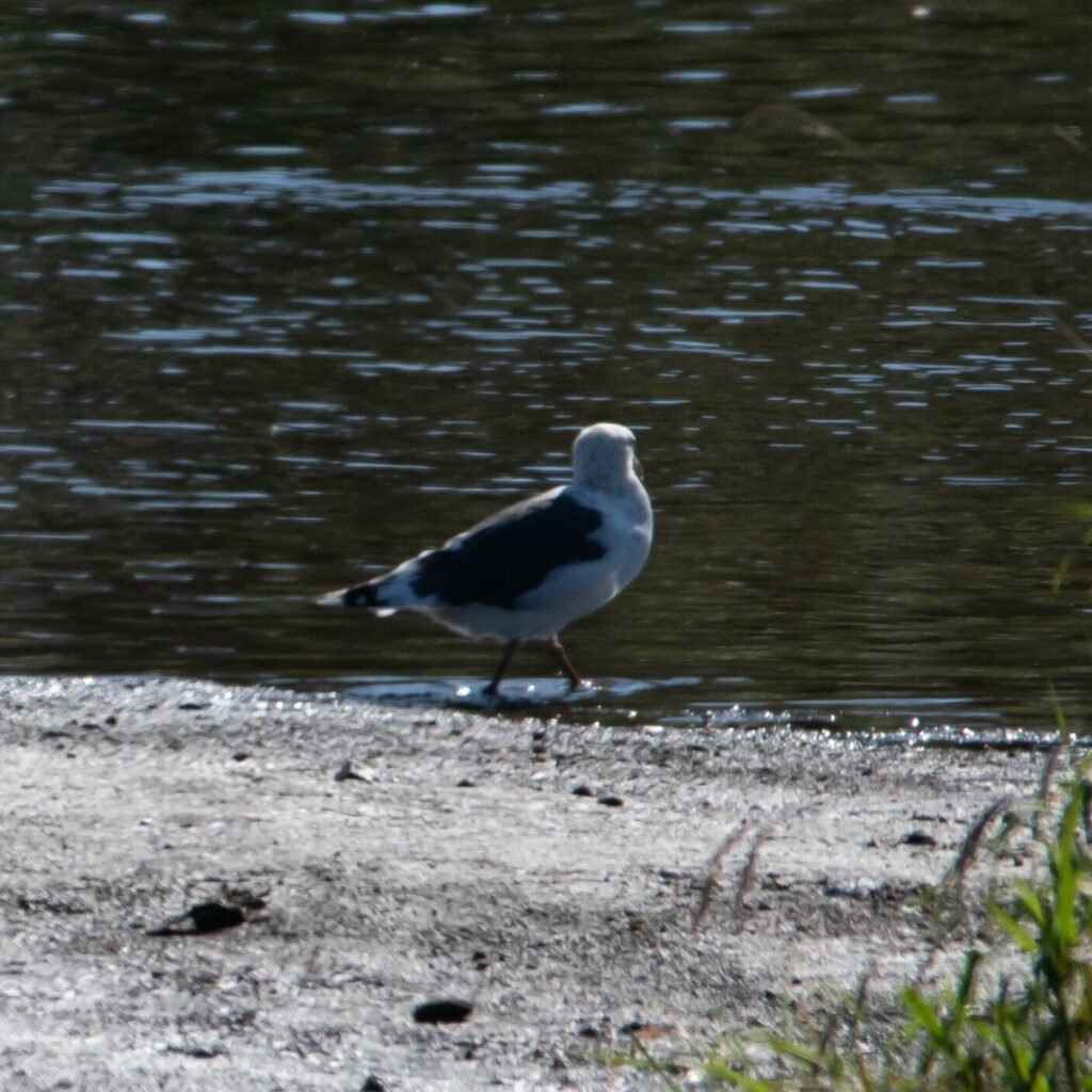 Slaty-backed Gull from Minatonishimachi, Shari, Shari District ...