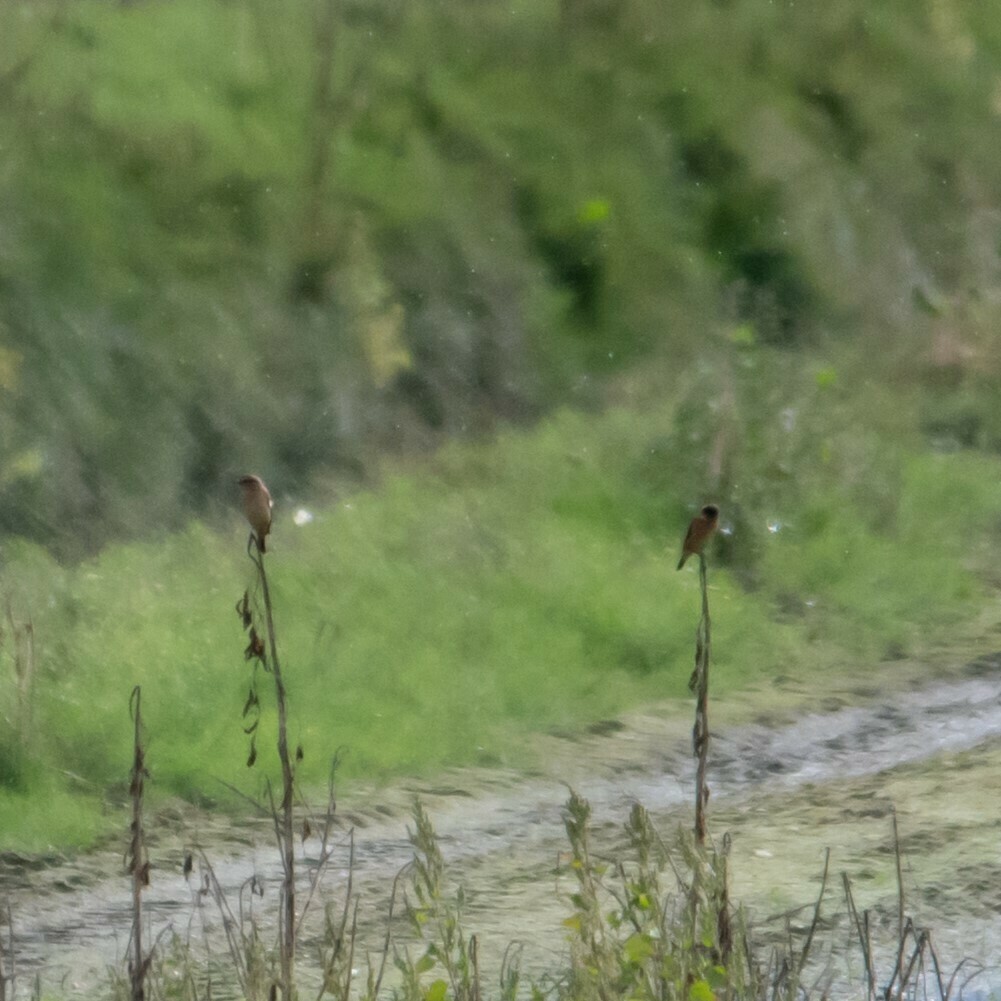 Russet Sparrow from Memanbetsuhongo, Ozora, Abashiri District, Hokkaido ...