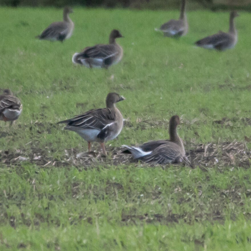 Tundra Bean Goose from Tanaka, Bihoro, Abashiri District, Hokkaido 092 ...