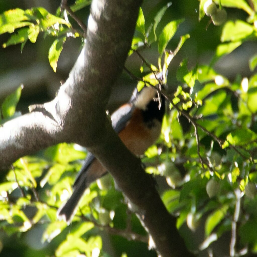 Varied Tit from Motohakone, Hakone, Ashigarashimo District, Kanagawa ...