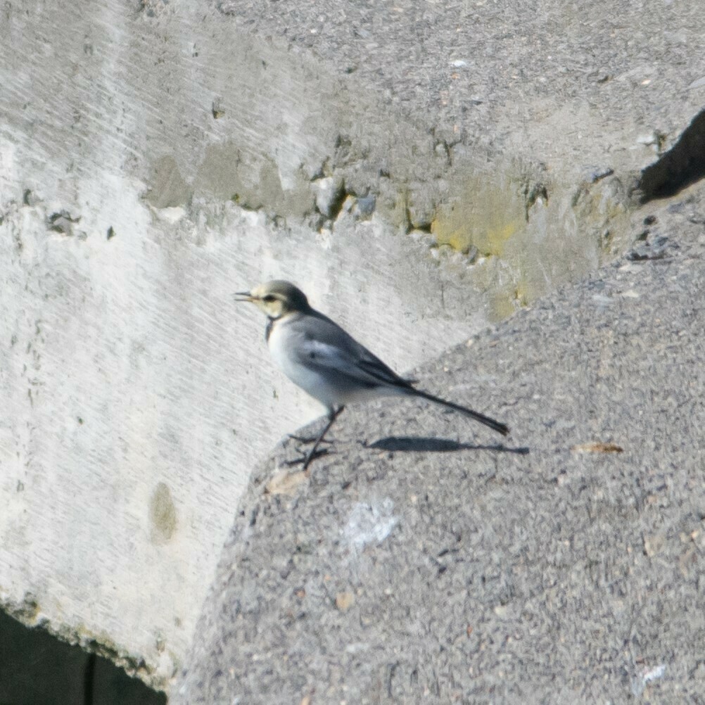 White Wagtail from Memanbetsuhongo, Ozora, Abashiri District, Hokkaido ...