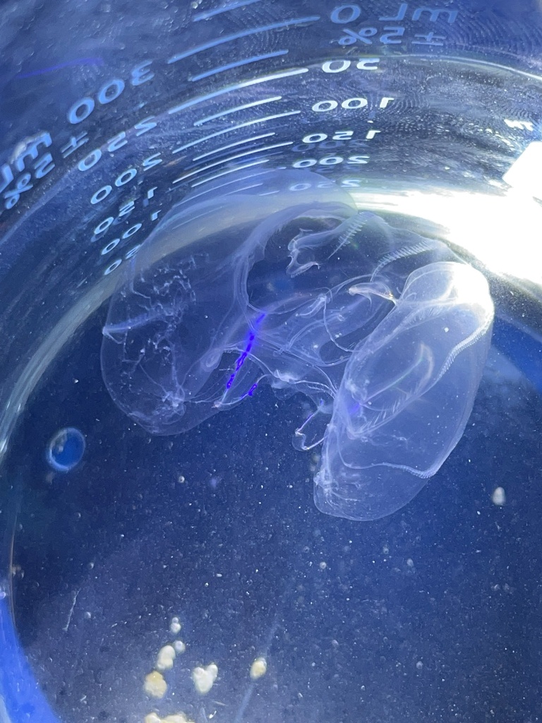 Sea Walnut from North Atlantic Ocean, Westport, CT, US on October 6 ...