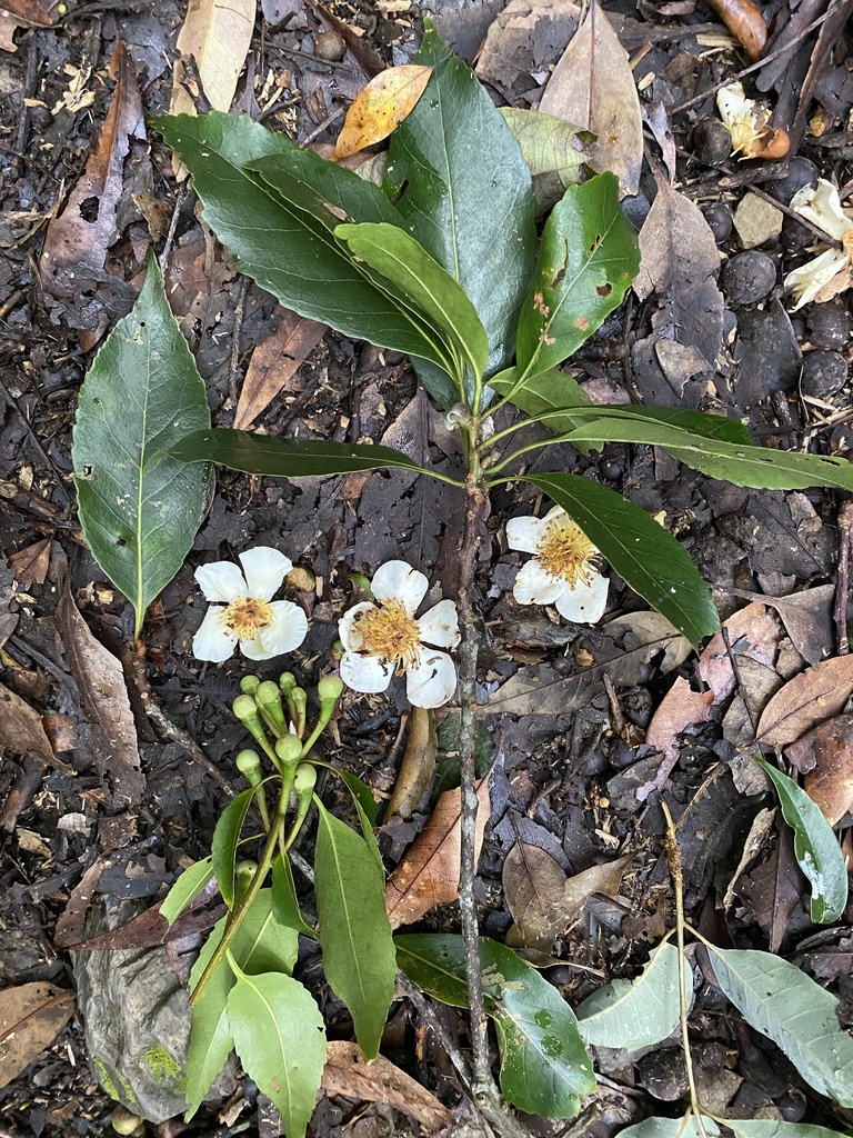 Chinese Gugertree from 觀霧遊憩區, 泰安鄉, MIA, TW on October 7, 2023 at 01:06 ...