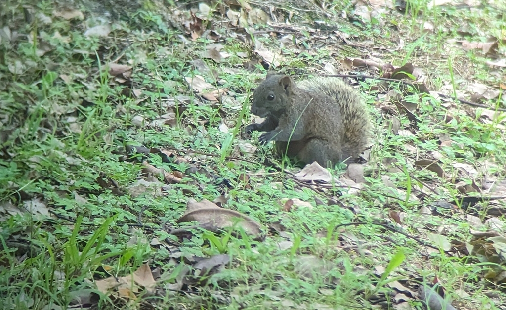 Taiwan Squirrel from 106台灣台北市大安區龍門里 on August 28, 2023 at 01:52 PM by ...