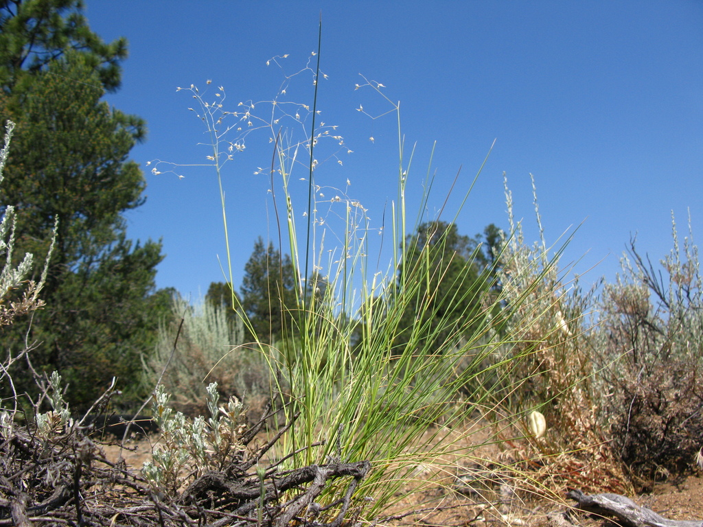 Sand Ricegrass from Tecate, MX-BN, MX on October 23, 2013 by Jose Luis ...