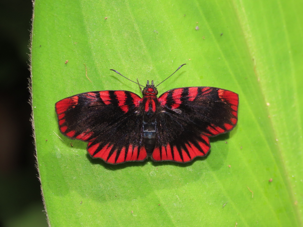 Blood Red Skipper from Orito, Putumayo, Colombia on October 4, 2023 at ...