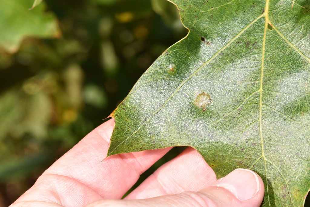 Oak Leaf Gall Midge from Lambton County, ON, Canada on October 02, 2023 ...
