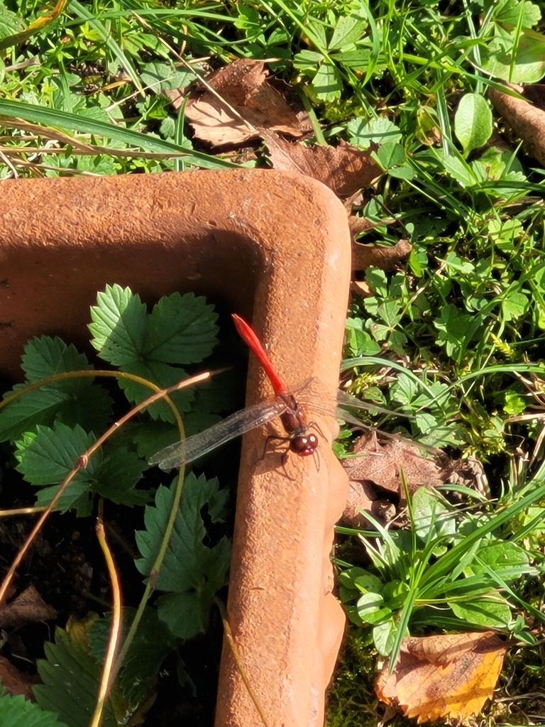 Ruddy Darter from 78830 Bullion, France on October 9, 2023 at 03:17 PM ...