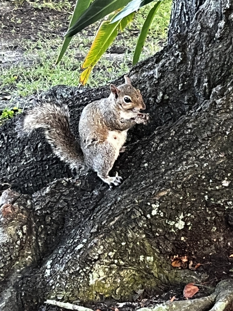 Eastern Gray Squirrel from James P. Ernst Park, Kenneth City, FL, US on ...