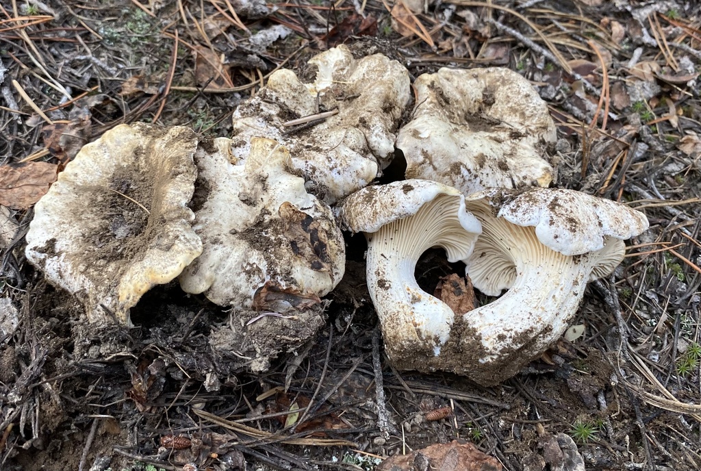 White Chanterelle in October 2023 by Ed Barge. Mixed conifer forest ...