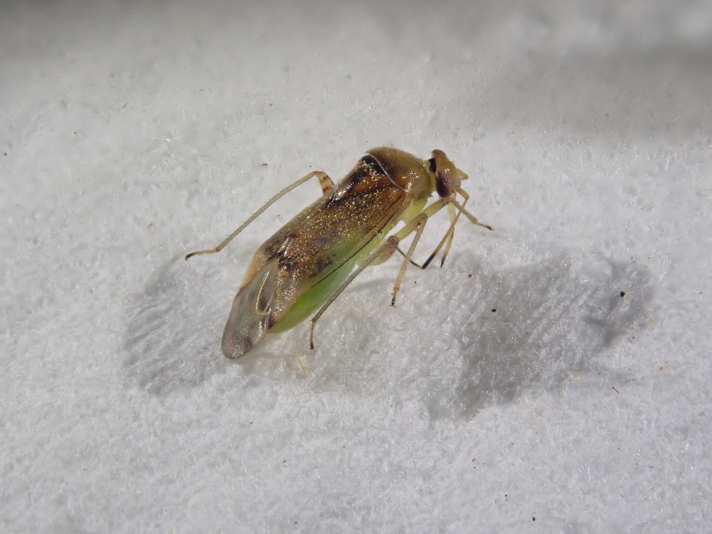 Pinalitus cervinus from 61470 Saint-Aubin-de-Bonneval, France on ...