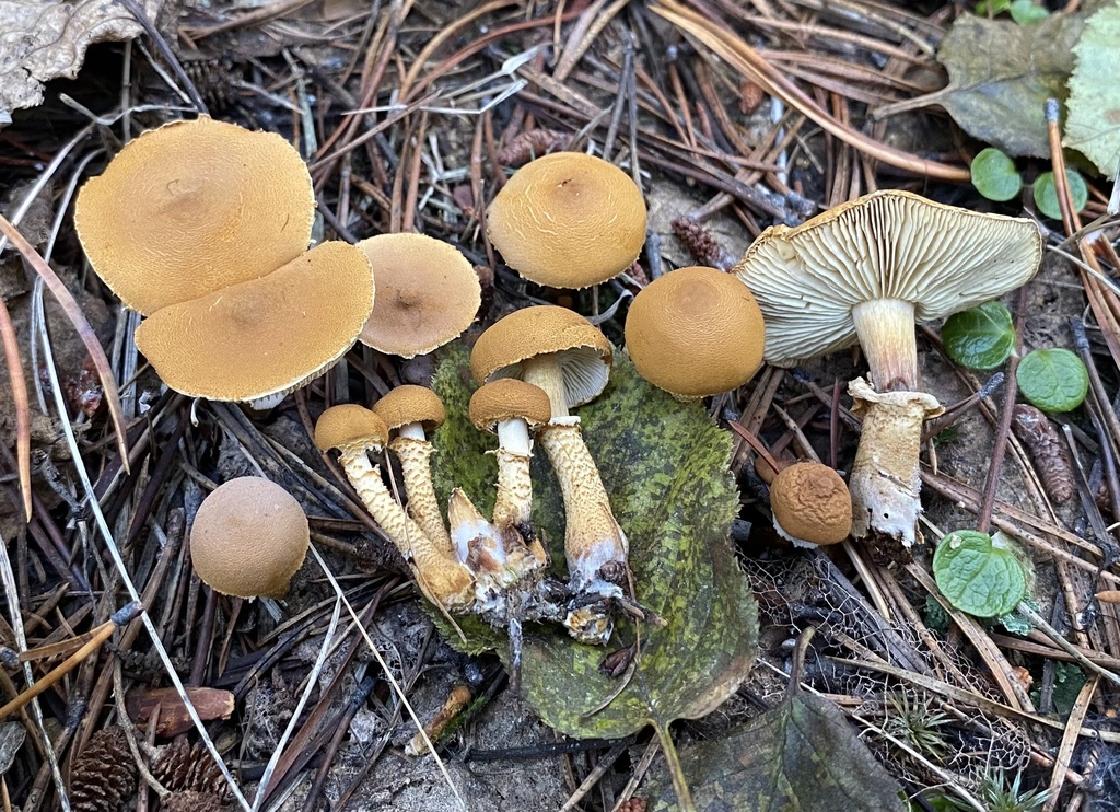 Cystoderma carcharias fallax from Boise National Forest, Cascade, ID ...