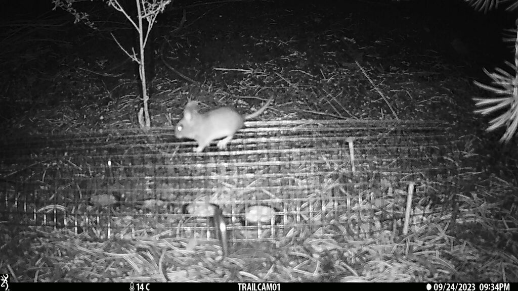 Pinyon Mouse from Coconino County, AZ, USA on September 24, 2023 at 09: ...