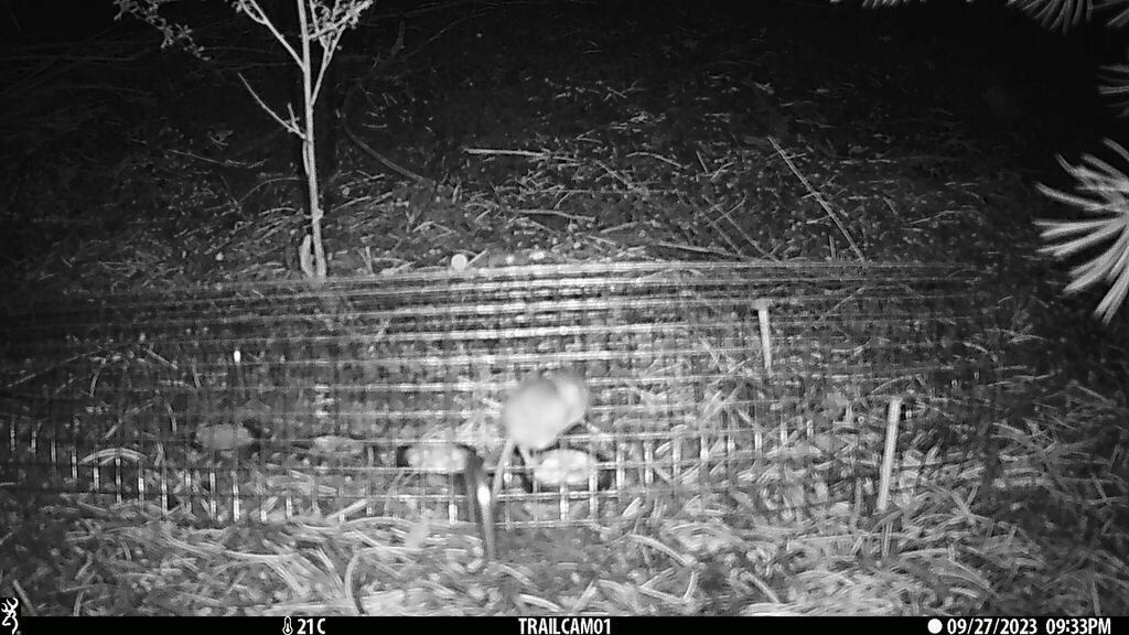 Silky Pocket Mouse from Coconino County, AZ, USA on September 27, 2023 ...