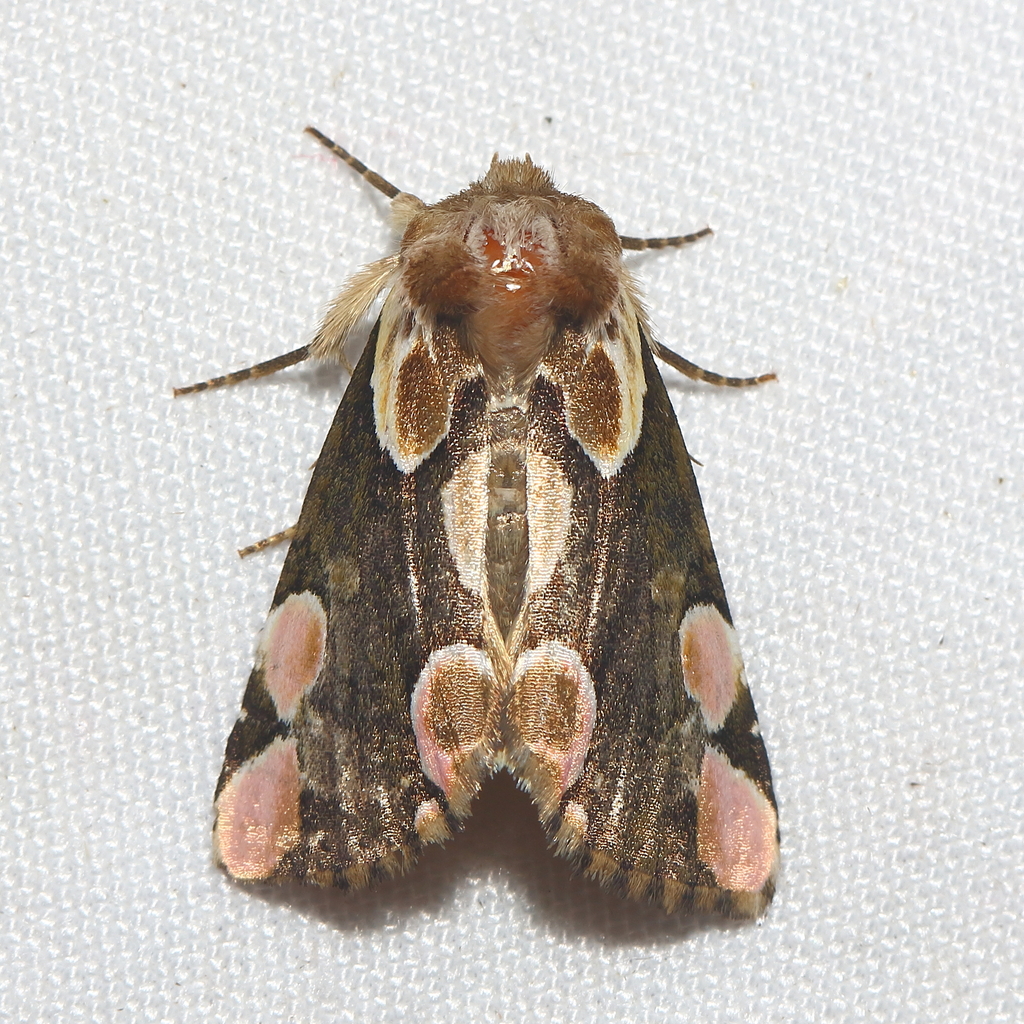 Peach Blossom Moth from A Fracha, Pontevedra, España on October 7, 2023 ...