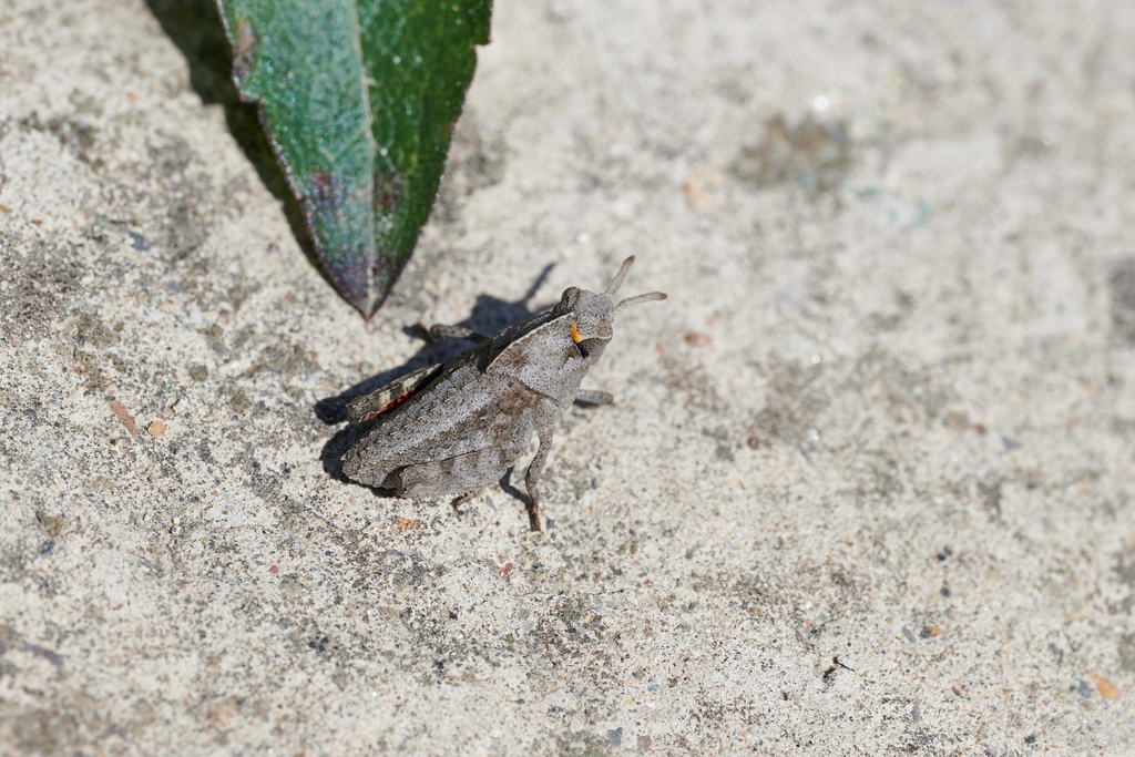 Haplotropis from 江苏省南京市 on March 14, 2023 at 11:51 AM by Li Jianbo ...