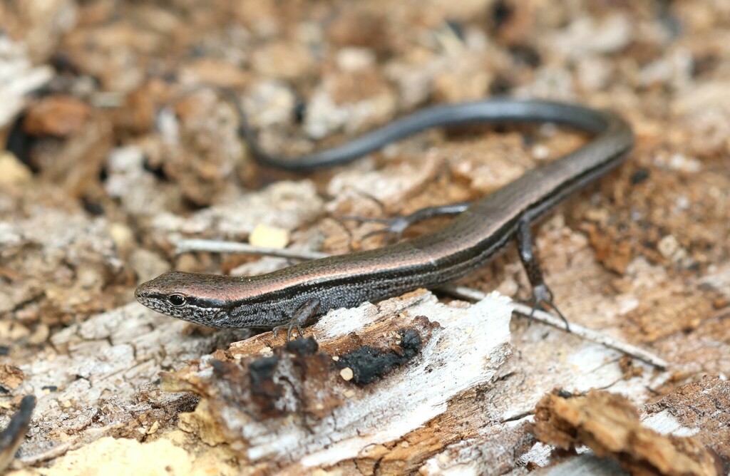 Little Brown Skink from Scotland County, NC, USA on October 7, 2023 at ...