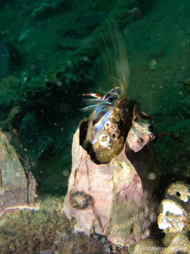 Giant Barnacle from Chiloé, CL-LL, CL on October 8, 2023 at 11:05 AM by ...