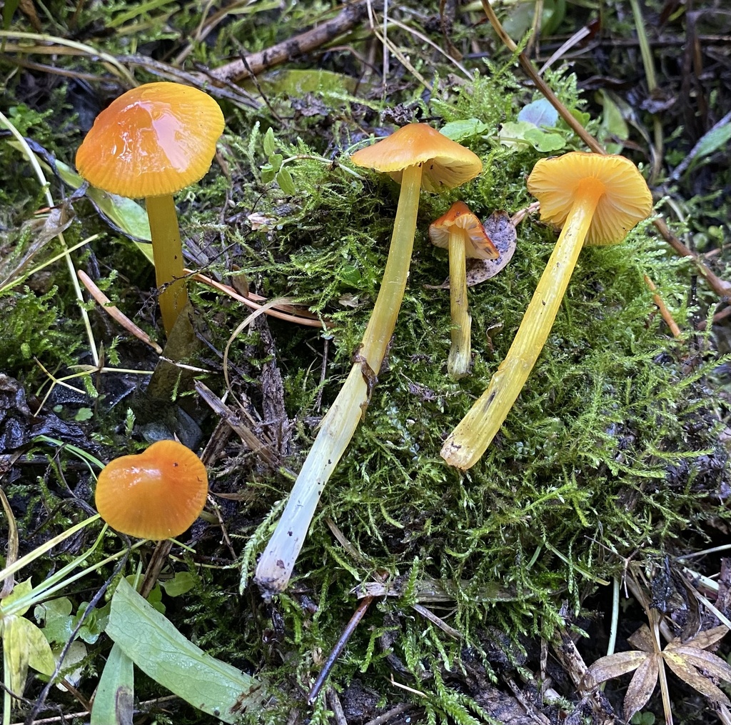 Western Witch's Hat from Boise National Forest, Cascade, ID, US on ...