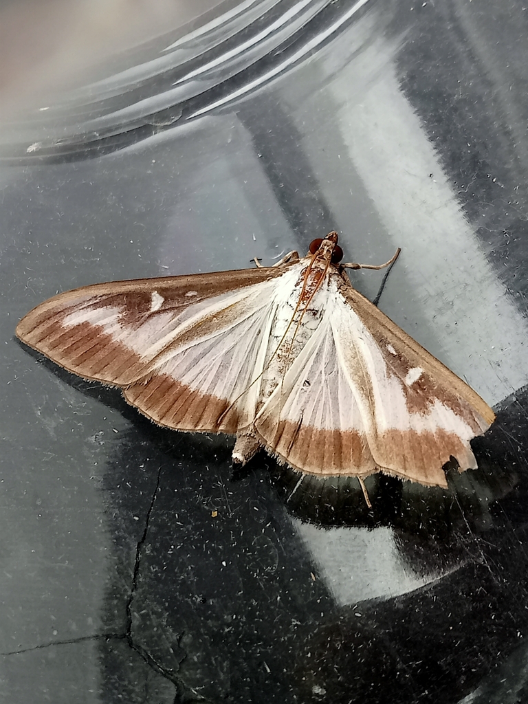 Box Tree Moth from Coppull, Chorley, UK on October 7, 2023 at 11:30 AM ...