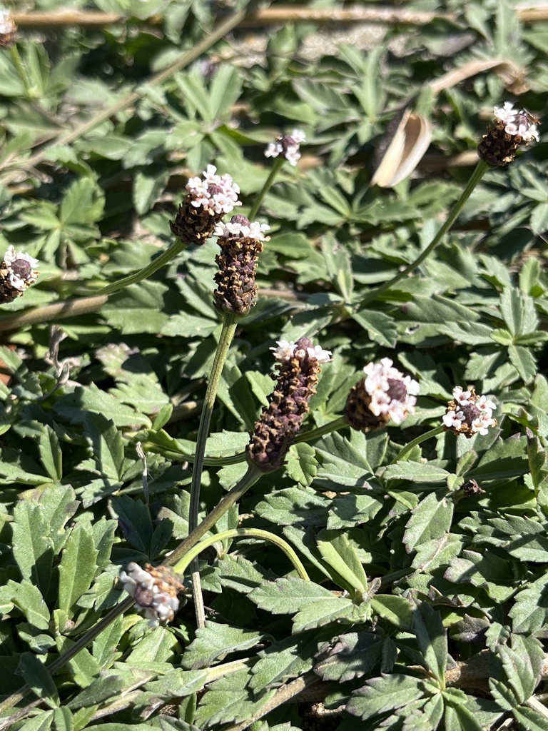 turkey tangle frogfruit from Palm St, Vidalia, LA, US on October 9 ...