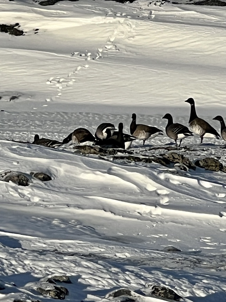 Brant from Queen Elizabeth Islands, Eureka, NU, CA on September 4, 2023 ...
