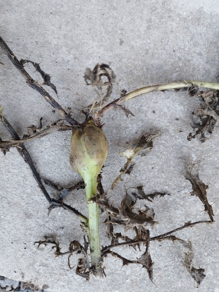 Thistle Stem Gall Fly from 61150 Vieux-Pont, France on October 9, 2023 ...
