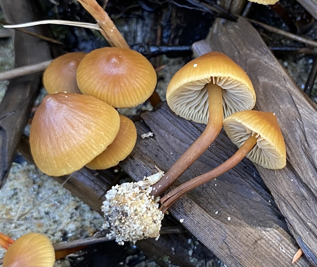 Mythicomyces corneipes from Boise National Forest, Cascade, ID, US on ...