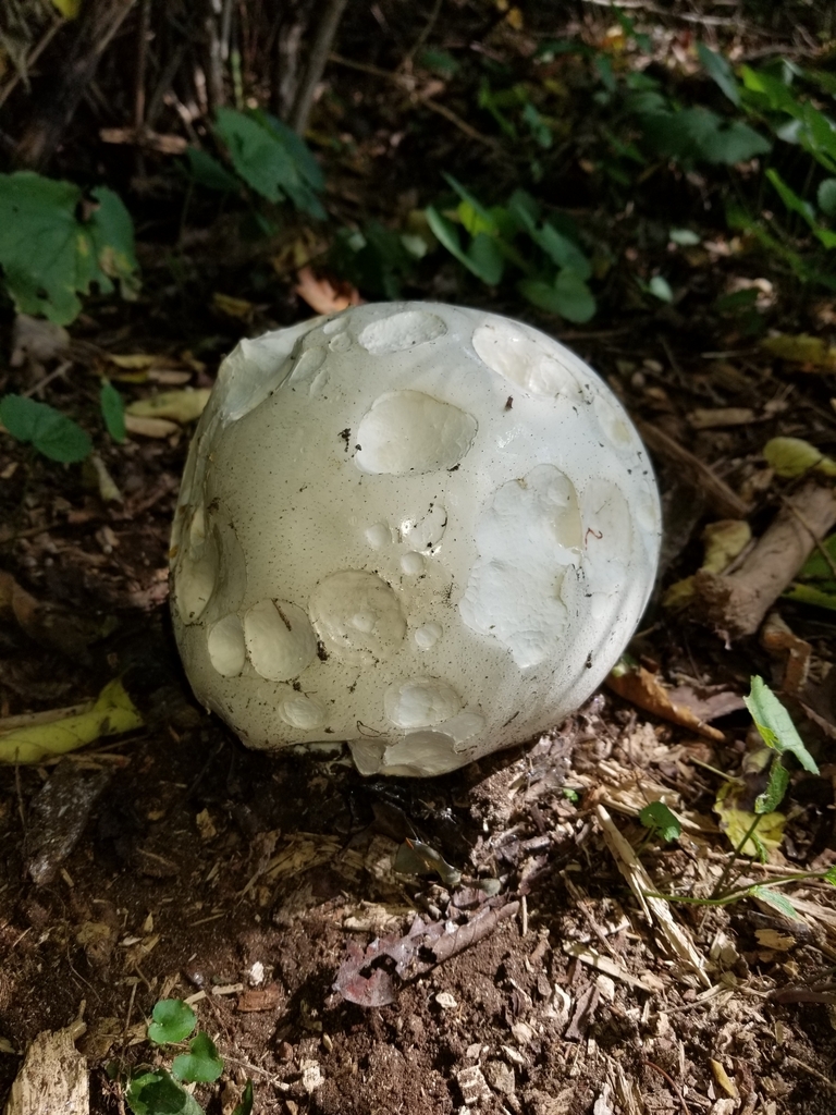 giant puffball from Avondale, PA 19311, USA on October 9, 2023 at 12:10 ...