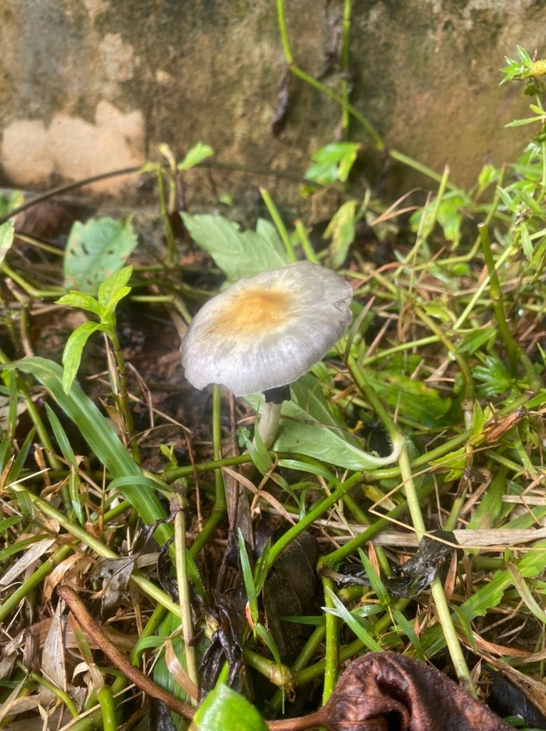 Magic Mushroom from Comarca Ngobe Bugle, PA on October 9, 2023 at 10:11 ...
