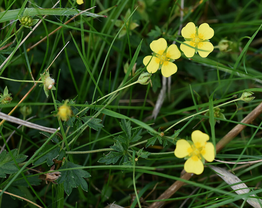 Tormentil from Coventry, UK on October 8, 2023 at 03:25 PM by Simon ...