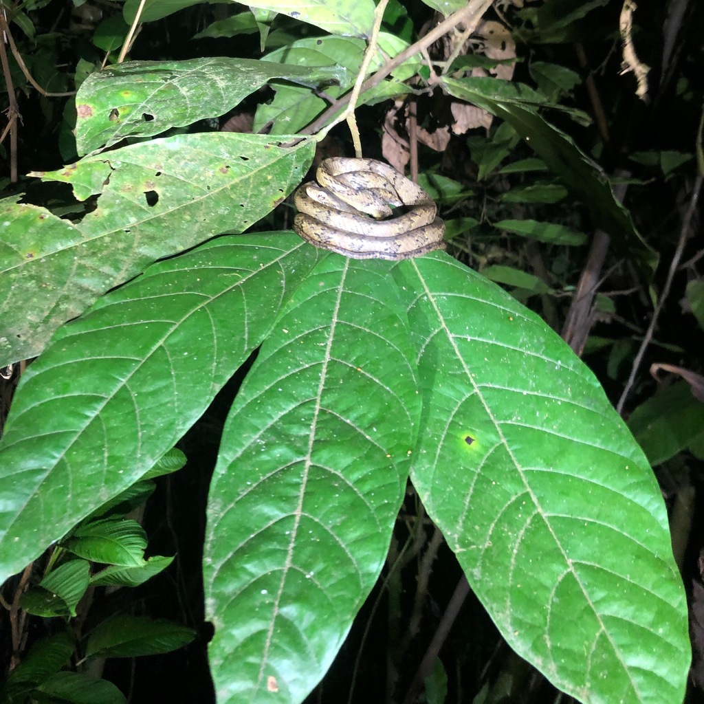 Shropshire's Puffing Snake in August 2022 by Julien Ueda · iNaturalist