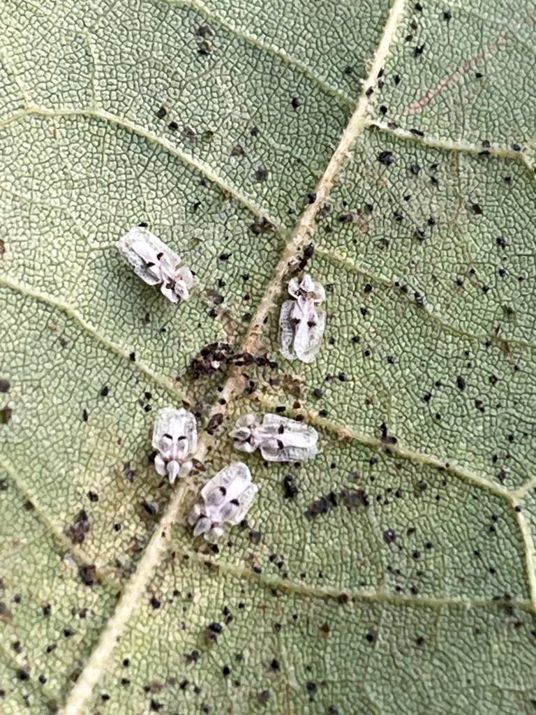 Eastern Sycamore Lace Bug from Rue du Deich, Ettelbruck, District ...