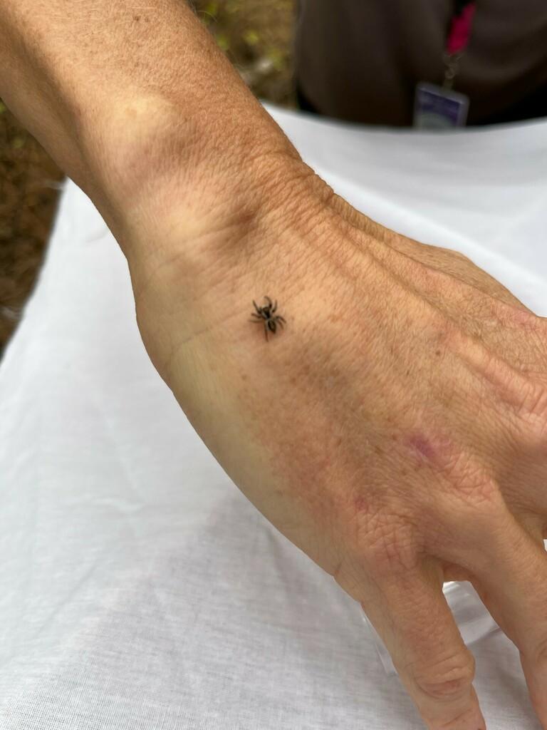 Bronze Jumping Spider from Leavenworth, WA 98826, USA on October 2 ...