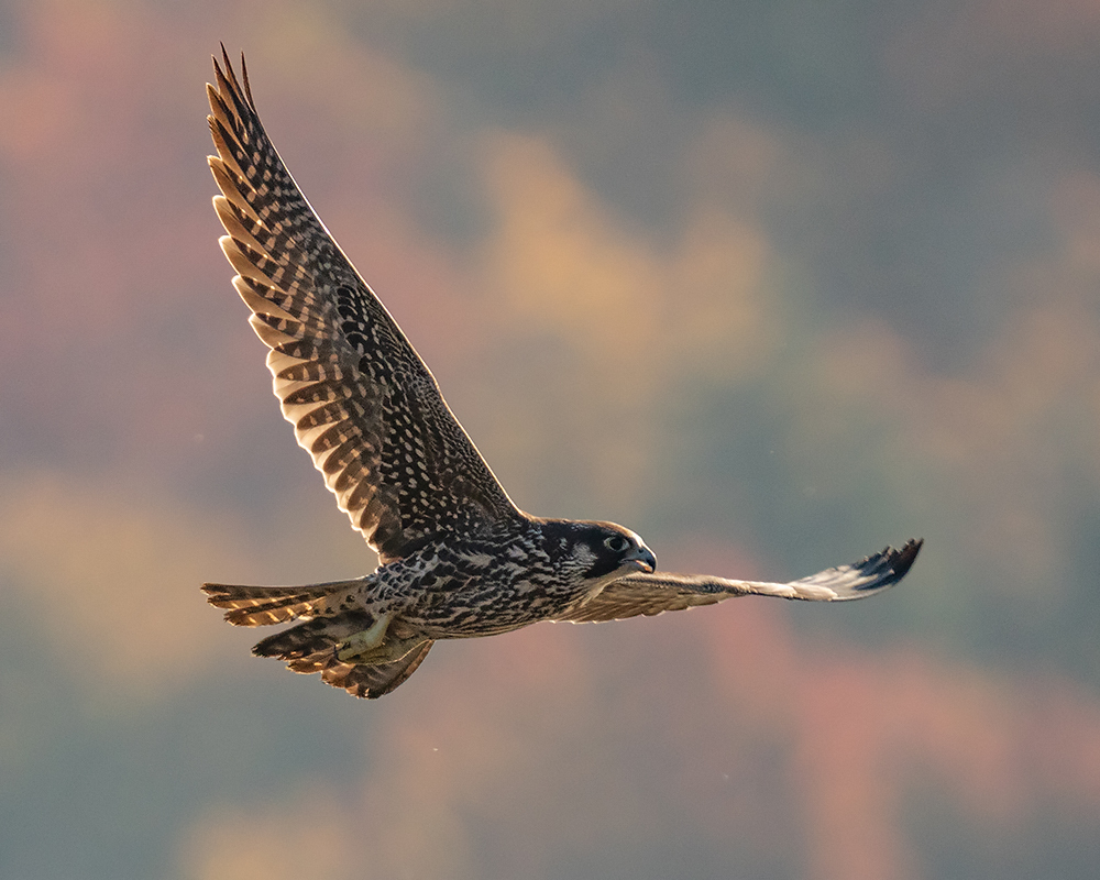Peregrine Falcon from Chittenden, VT, USA on October 4, 2023 at 08:48 ...