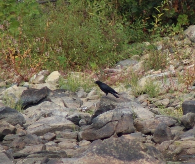 Crows and Ravens from Falmouth, VA 22405, USA on October 9, 2023 at 11: ...