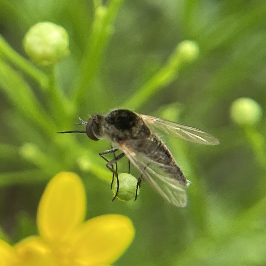 Bee Flies from Corpus Christi, TX, US on October 9, 2023 at 11:51 AM by ...