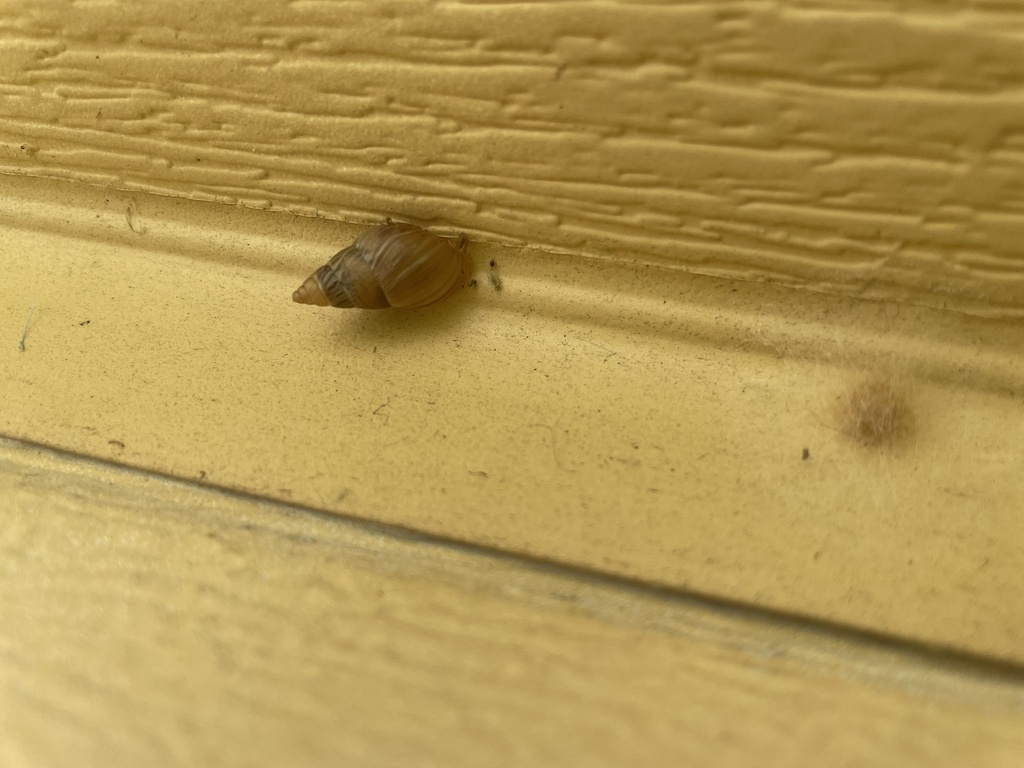 Ghost Bulimulus from James Ln, Kissimmee, FL, US on October 9, 2023 at ...