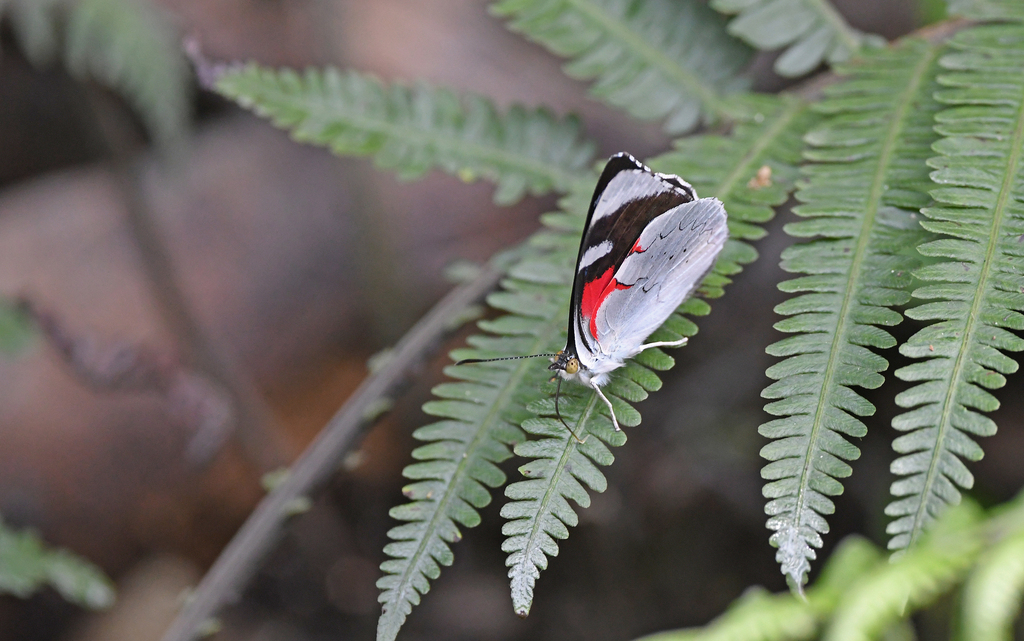 Vague Numberwings from Paucartambo Province, Peru on September 5, 2023 ...