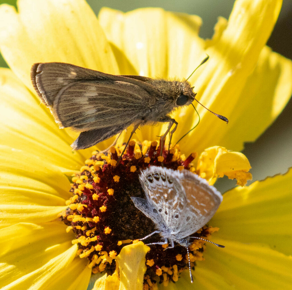 Wandering Skipper from UCSB, Santa Barbara County, CA, USA on October 5 ...