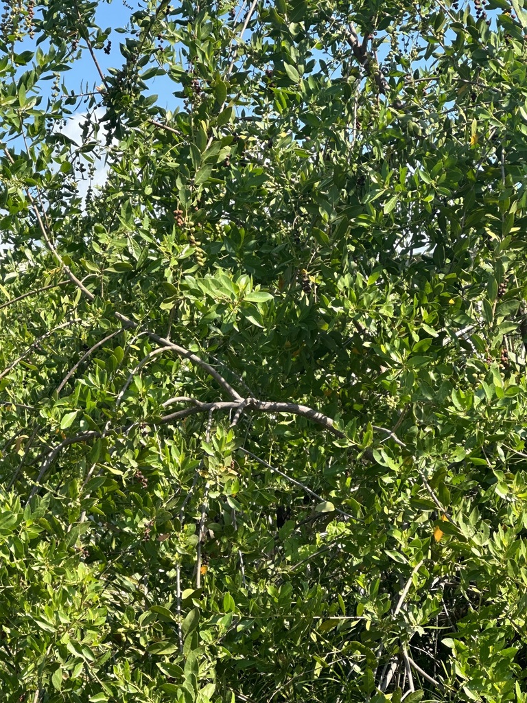 Genip from Cancun Mexico on September 4, 2023 by Lana Almukhtar. Day: 9 ...
