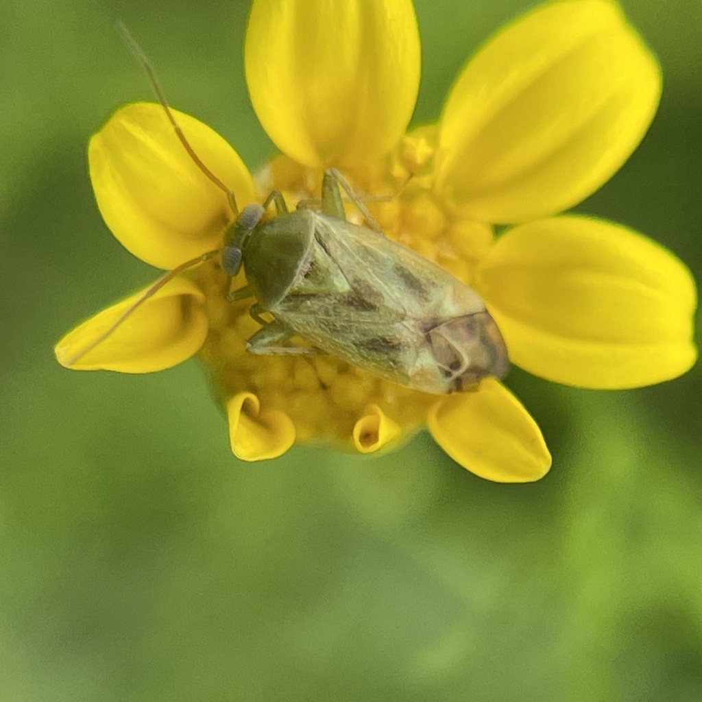 Broken-backed Bug from Corpus Christi, TX, US on October 9, 2023 at 11: ...