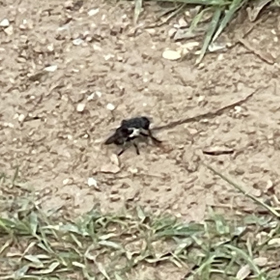 Robust Bot Flies from Corpus Christi, TX, US on October 9, 2023 at 11: ...