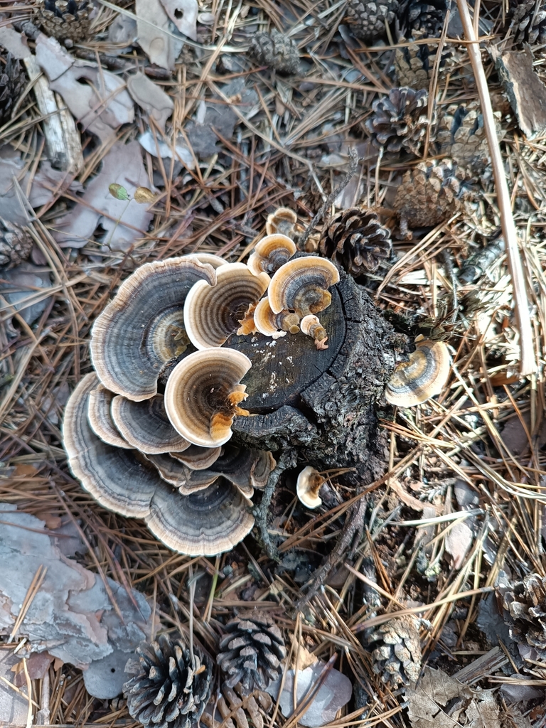 turkey-tail from 28074 Ghemme NO, Italia on October 9, 2023 at 11:40 AM ...