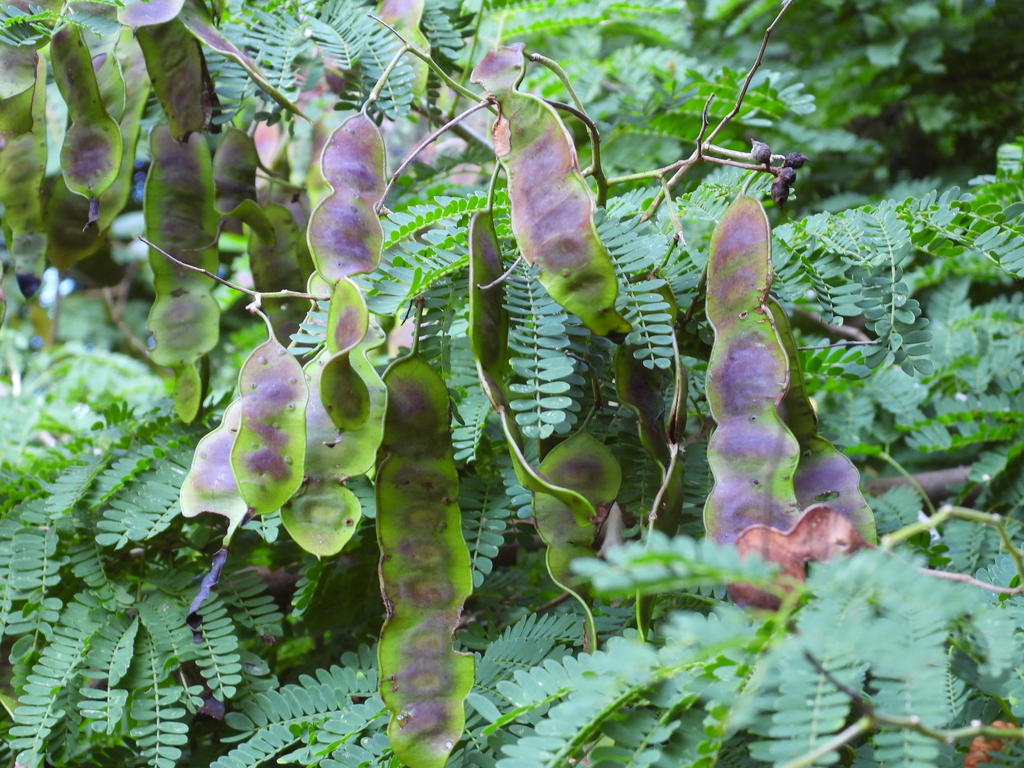 Senegalia gaumeri in October 2023 by Ermilo López-Cobá · iNaturalist
