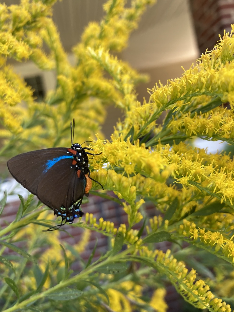 Great Purple Hairstreak from Texas St, Bolton, MS, US on October 9 ...