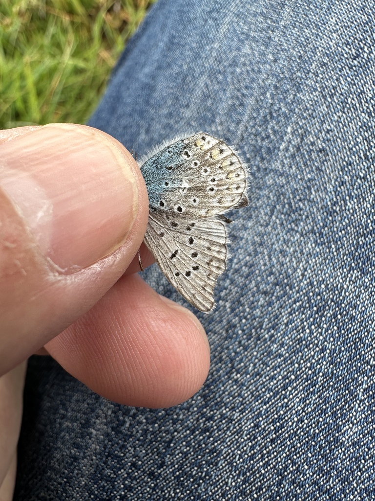 Common Blue from Lohbachstraße, Chieming, Bayern, DE on October 9, 2023 ...
