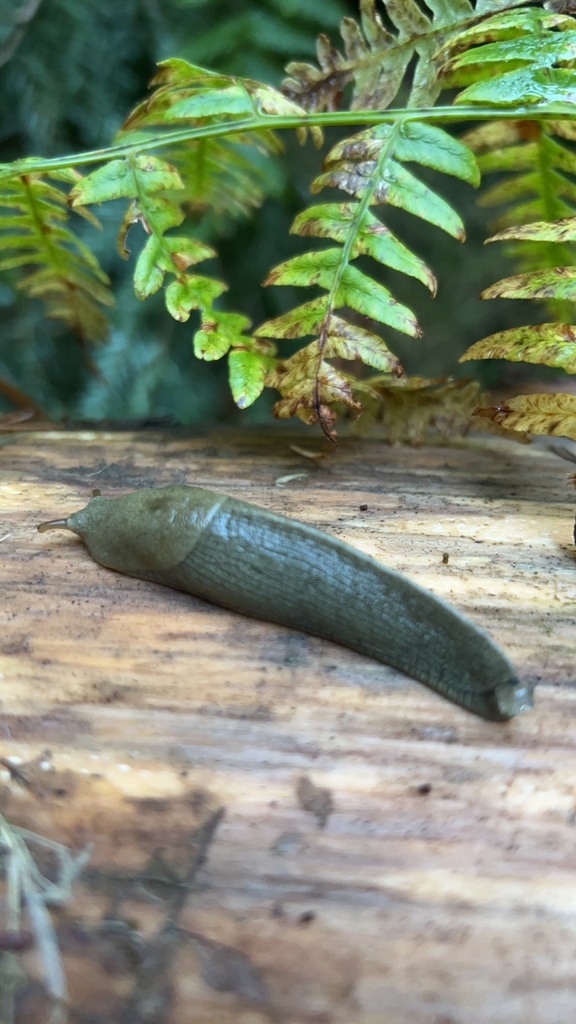 Pacific Banana Slug from Stonebridge Dr, Whistler, BC, CA on October 5 ...