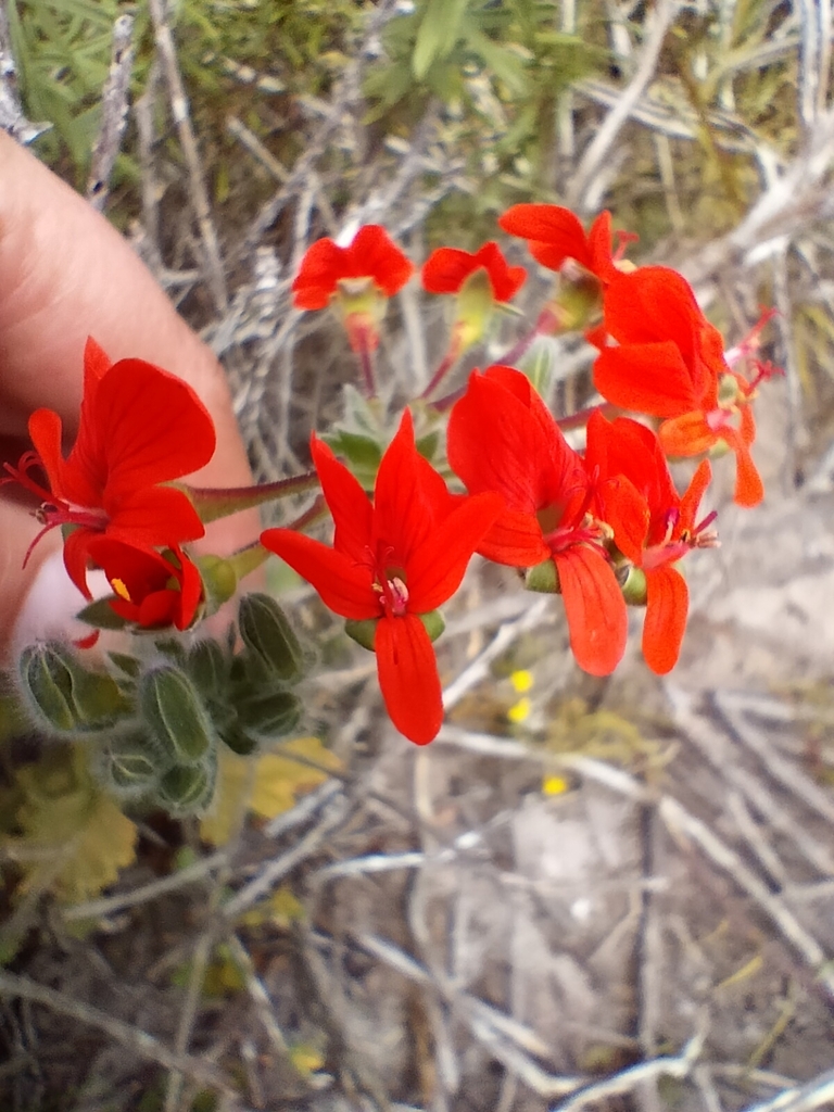 Red Mallow from Bergrivier Municipality, South Africa on October 8 ...